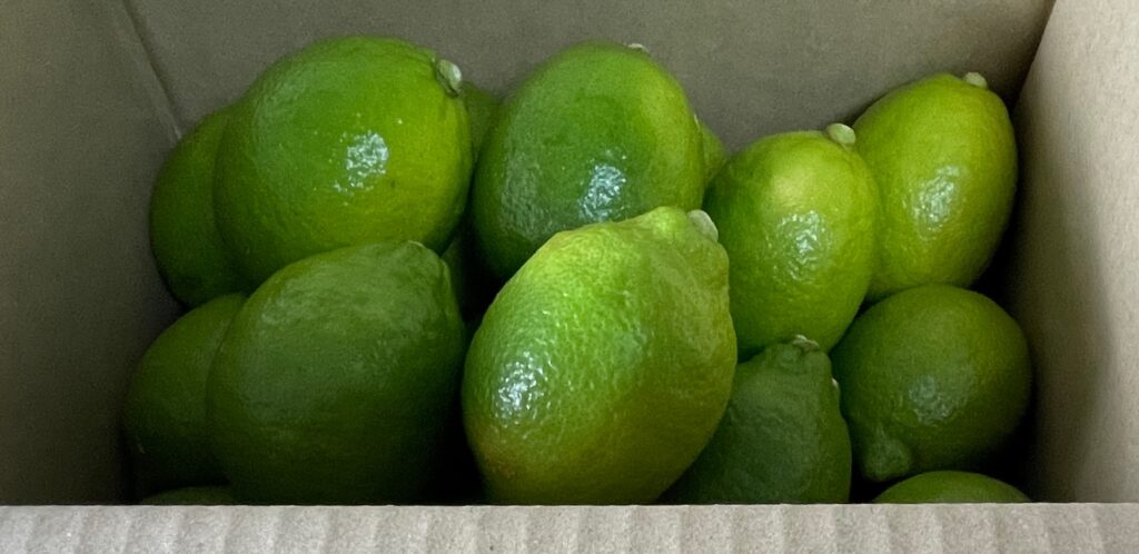 -爽やか芳醇- グリーン『ATAMI de LEMON®』2Kg〔秀・優〕品種お任せ | 熱海柑橘農園