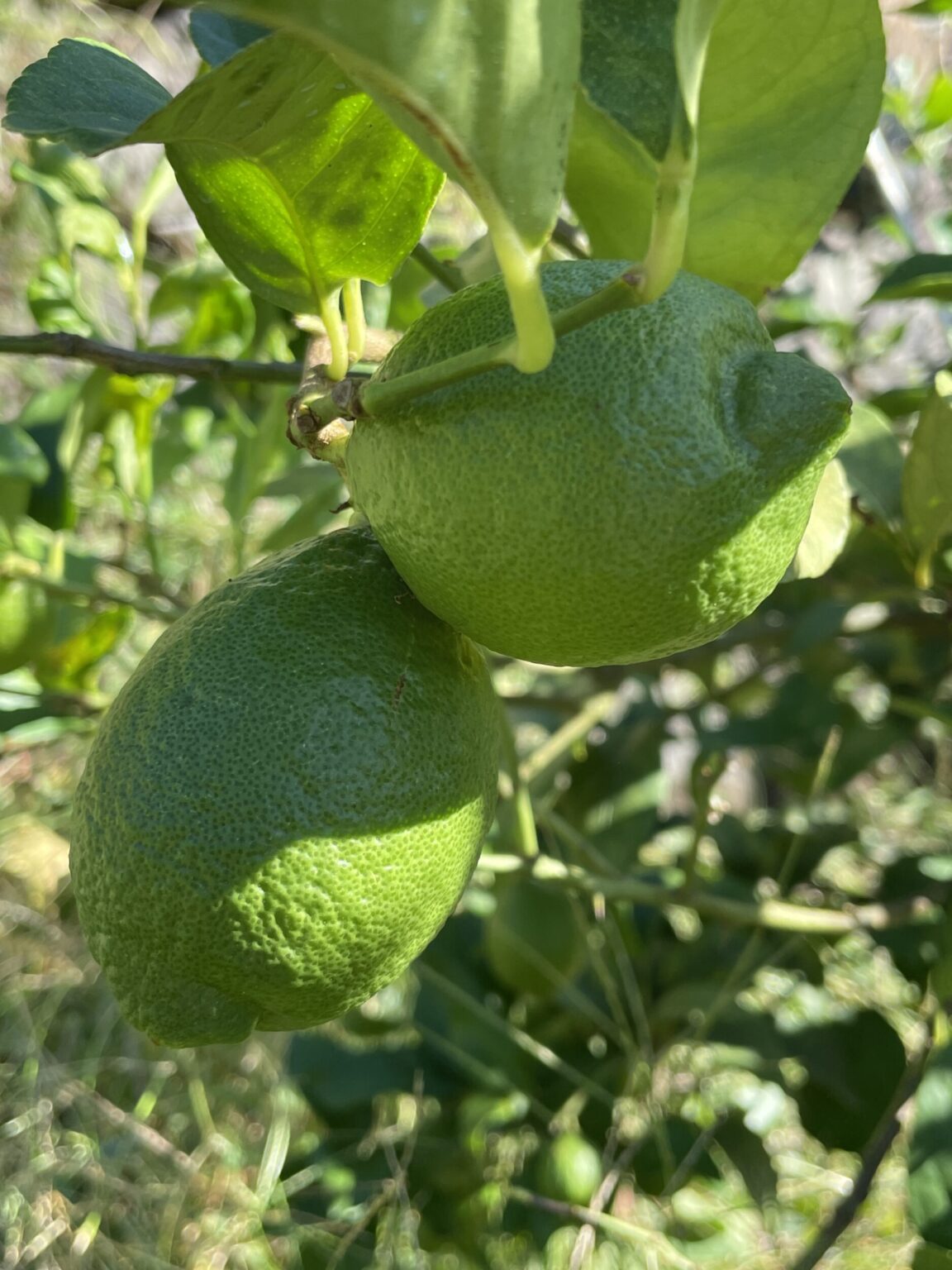 熱海柑橘農園 | ATAMI de LEMON